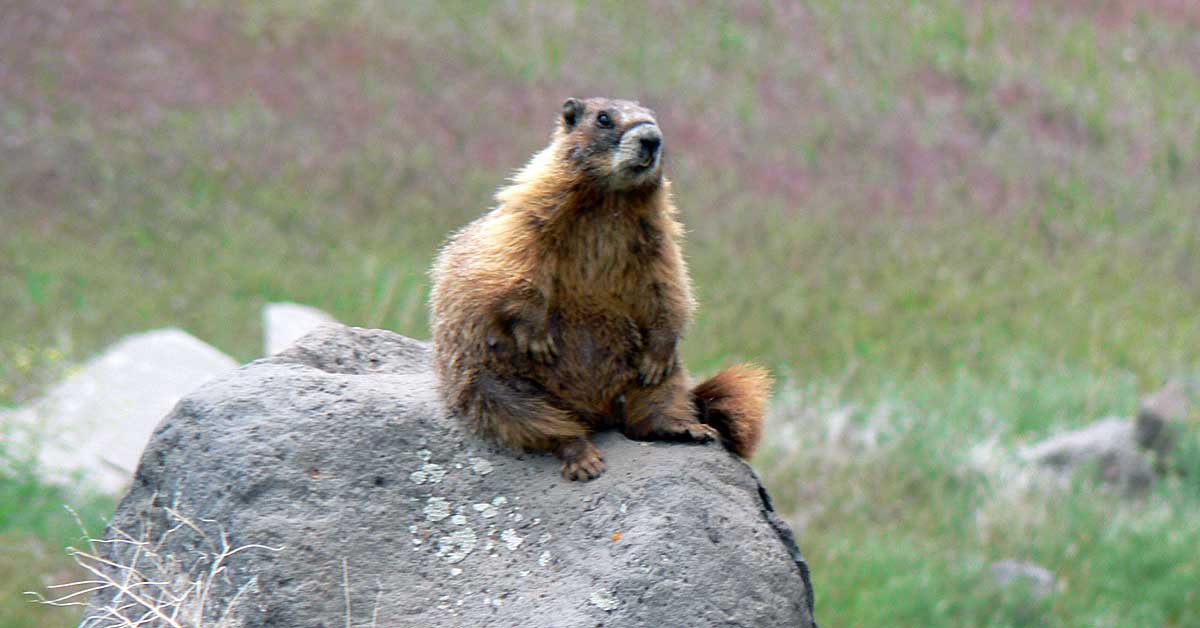 Whistle Pigs As Pets – What You Should Know About Them – cuentacuarenta